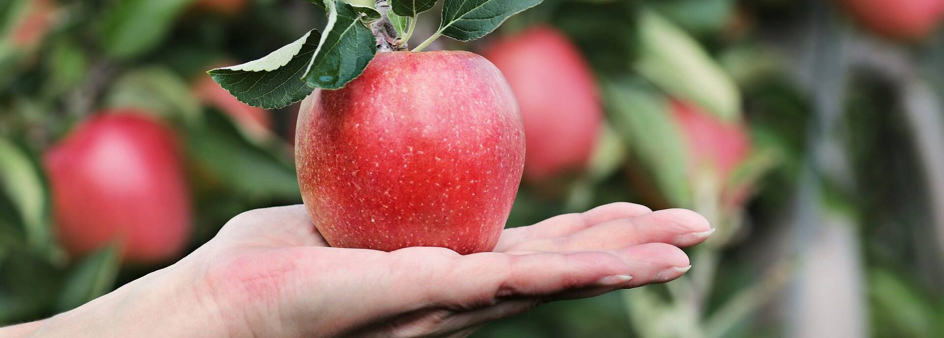 Mitől lesz hosszúkás az alma?