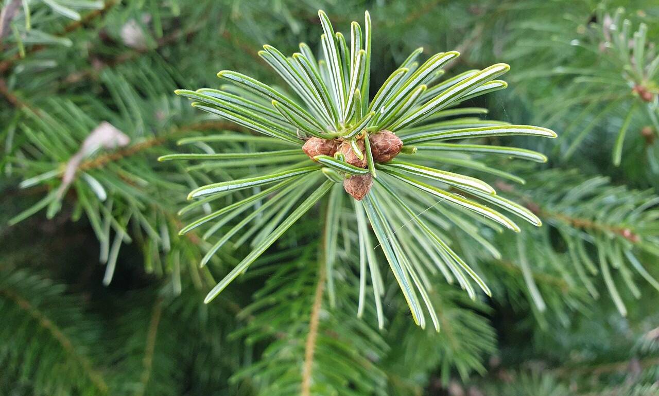 Hogyan élhet túl a földlabdás fenyő karácsony után?