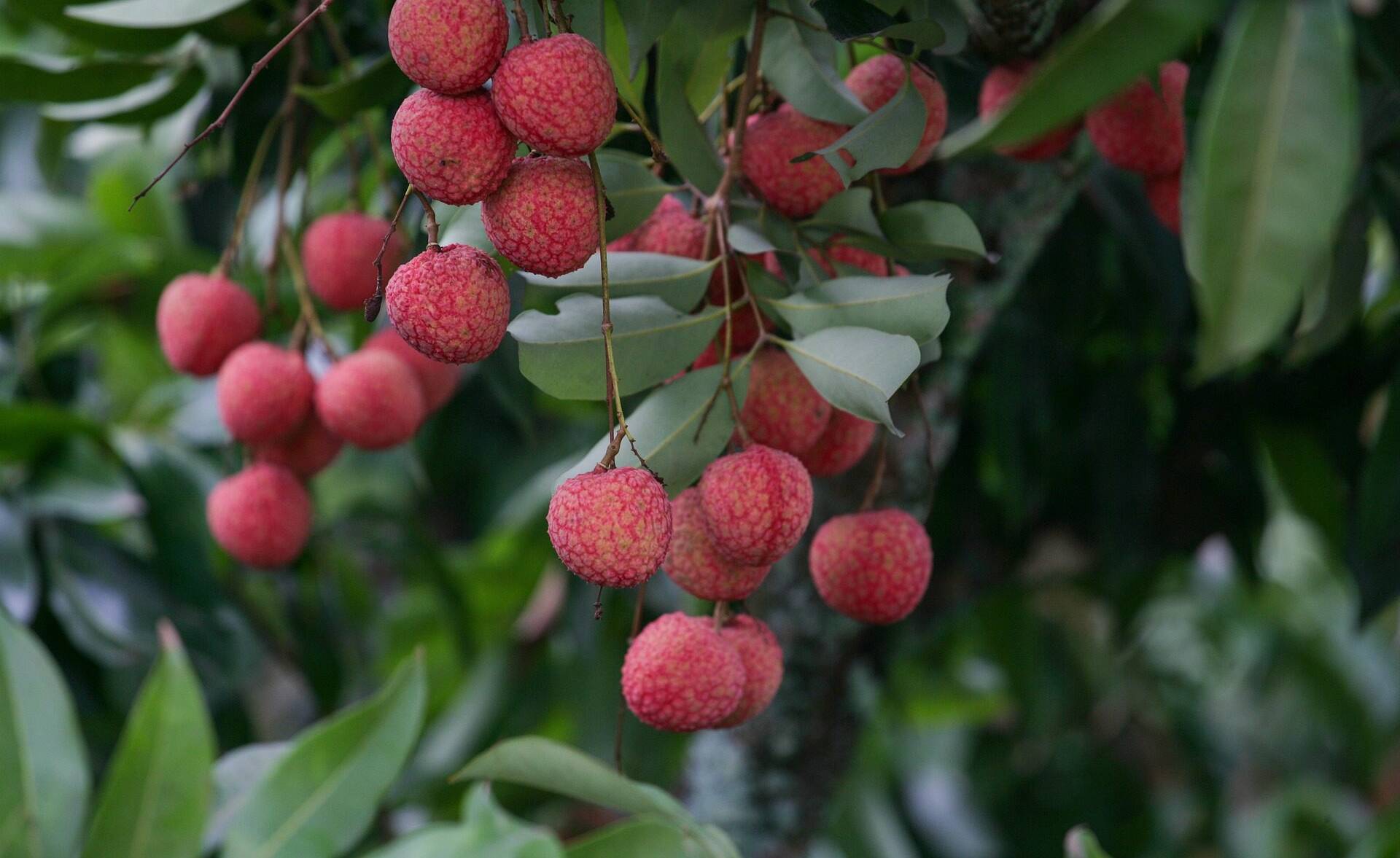 A licsi így hozhat a lakásunkban is gyümölcsöt