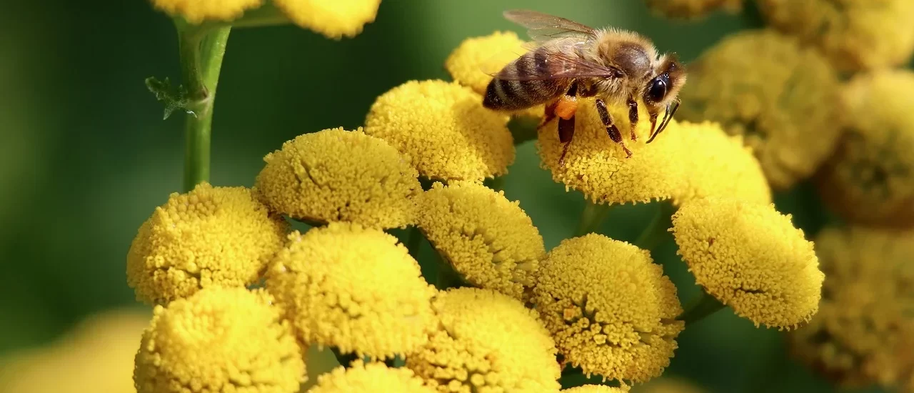 Beporzóbarát kert vagy méhbarát kert - van köztük különbség?