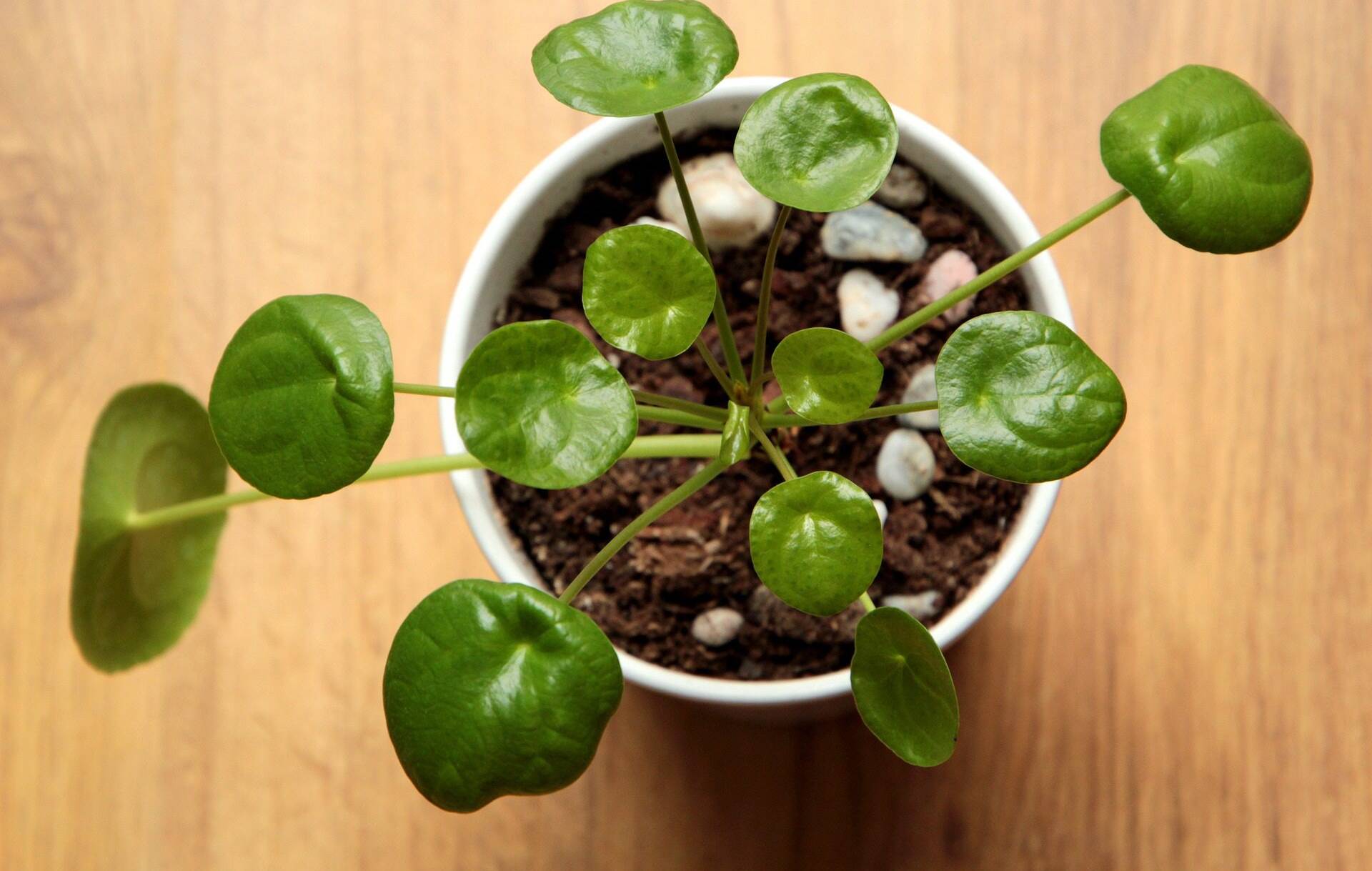 Pénzlevelű pilea – a gazdagság reményében