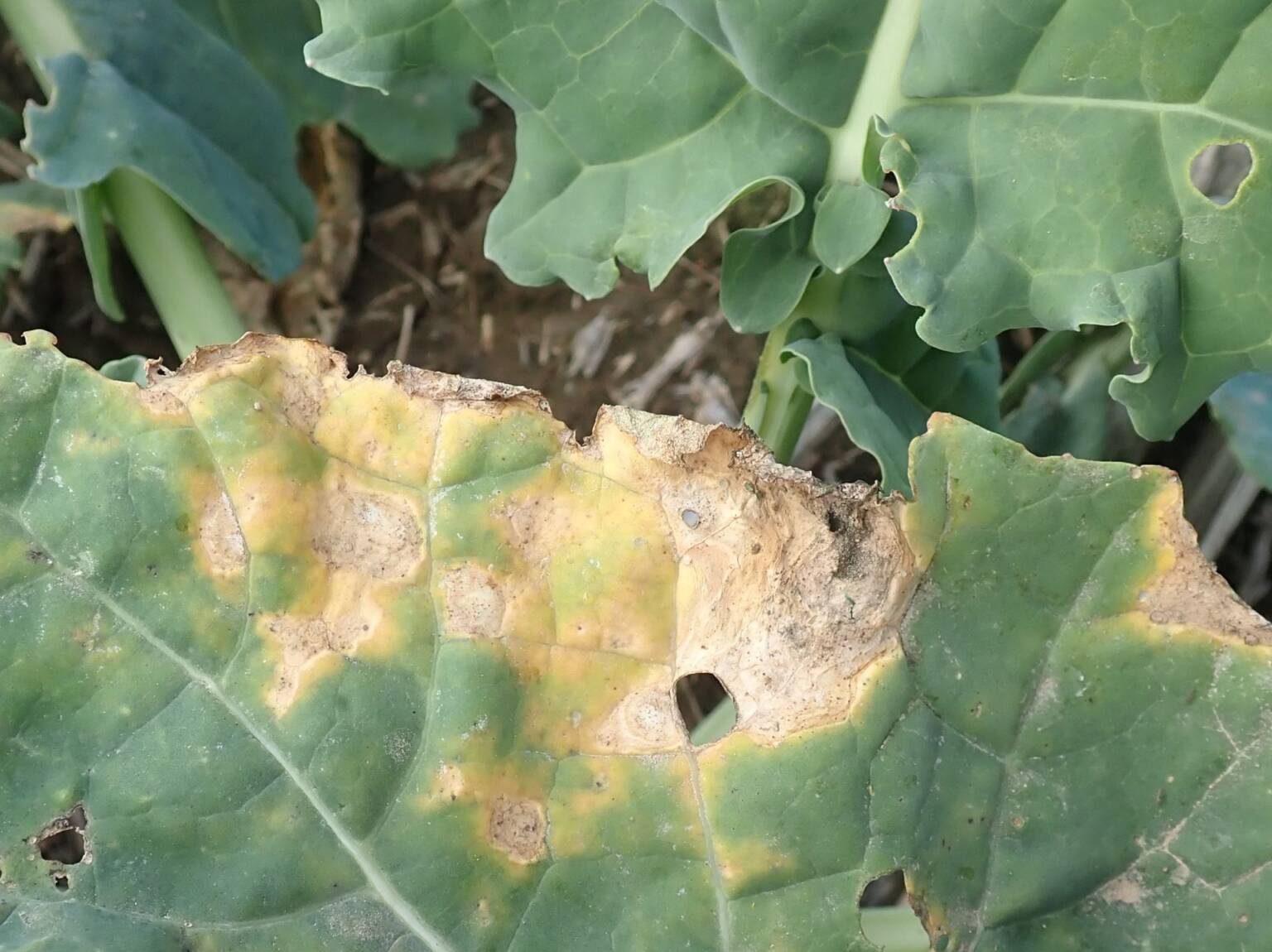 Foltok a repce levelén