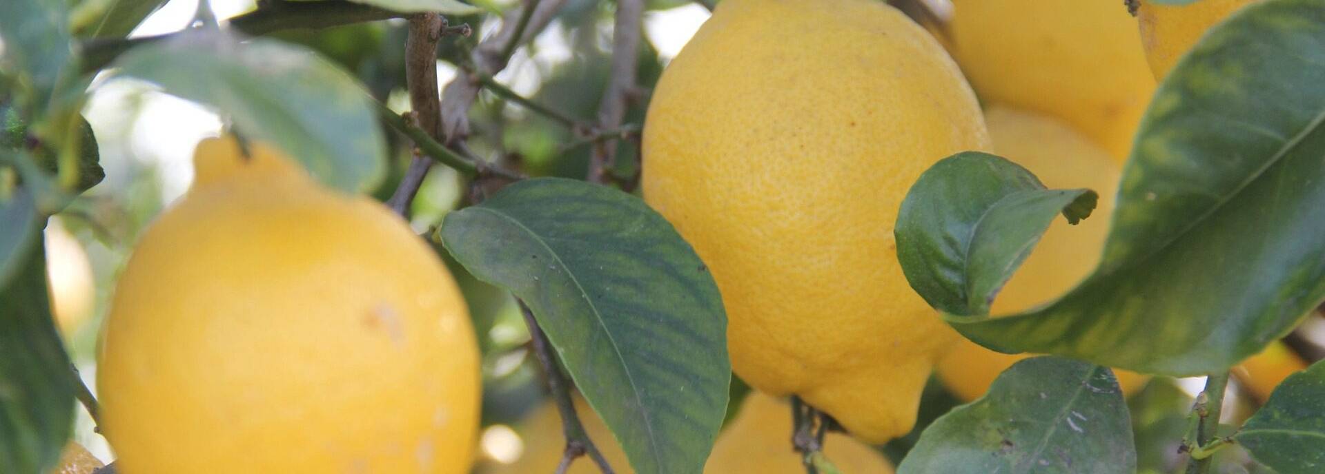 Citromfa metszése: így pompázik majd a mediterrán kedvenc