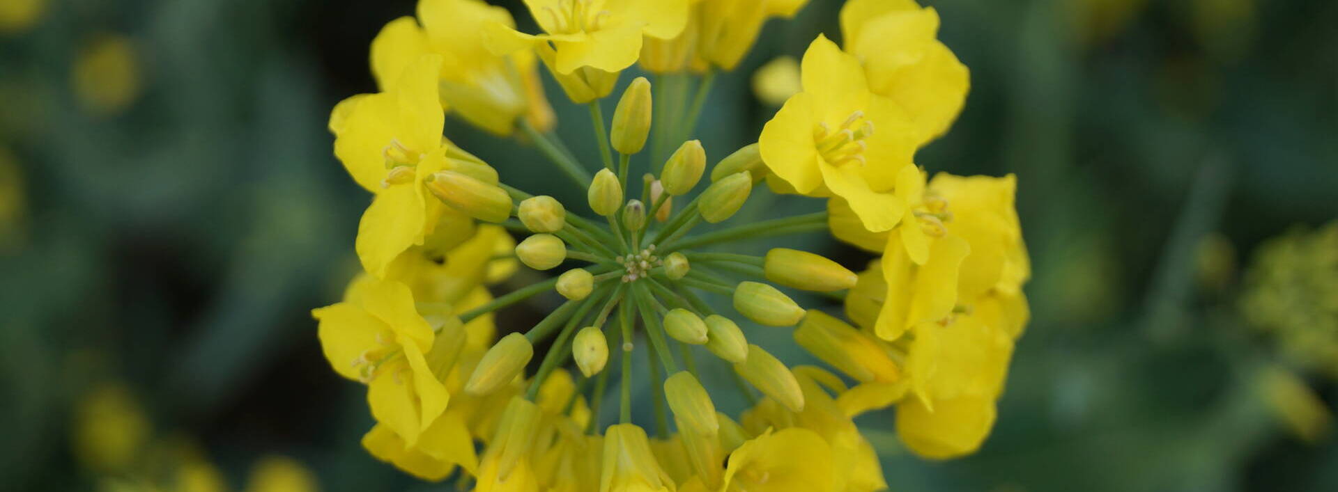 A virágvédelem a virágzás előtt kezdődik!
