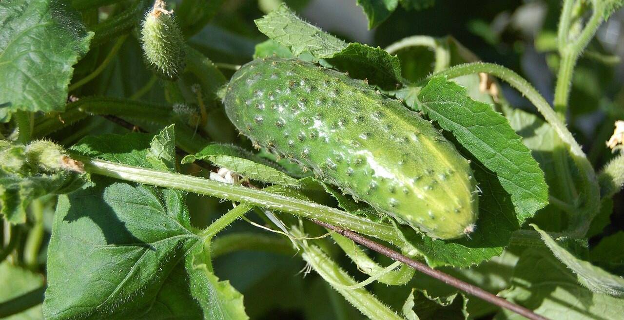 Érdemes az uborkát állandó helyre vetni, vagy inkább palántázzuk?