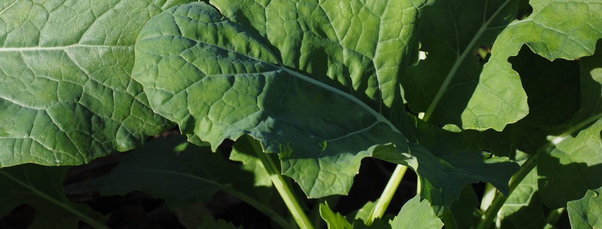 Kártevők és kórokozók nyomása alatt – Szántóföldi növényvédelmi előrejelzés