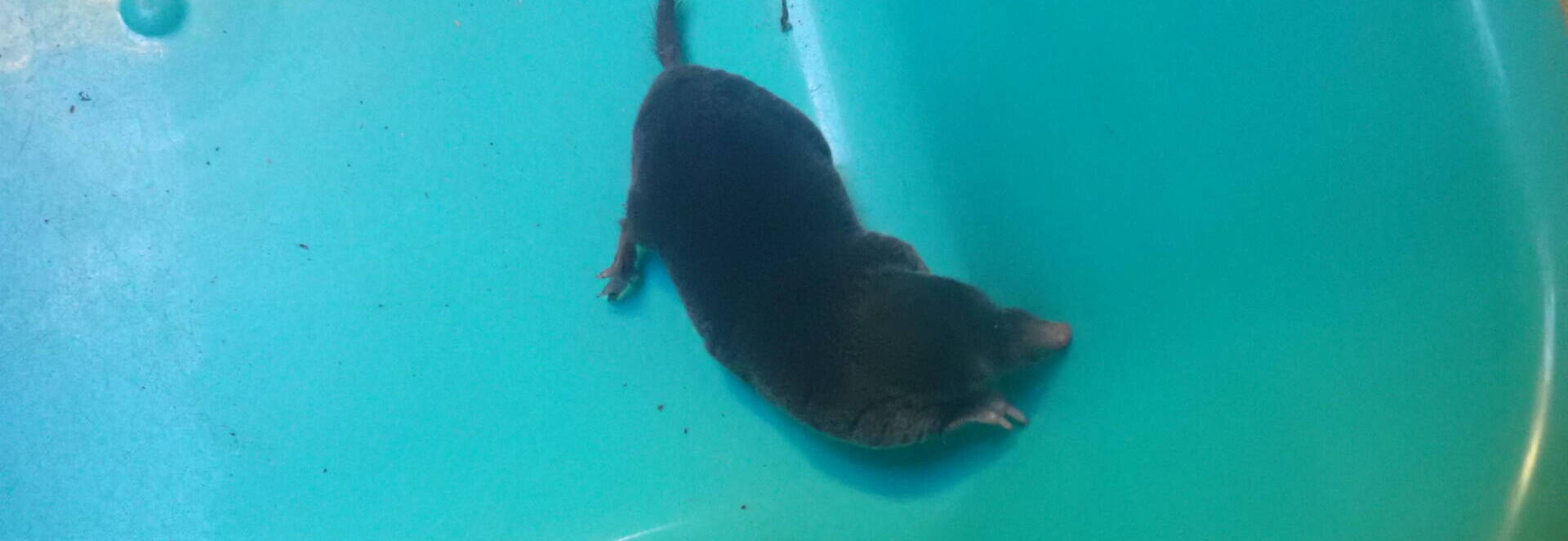 Kerti kincsvadász: a vakond és a rejtett haszon