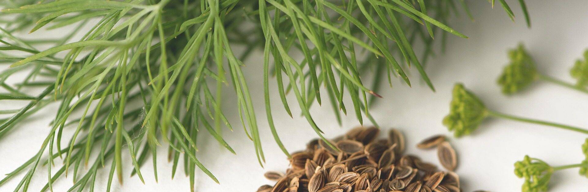 Nem csak az uborkához jó: ezért egyen gyakrabban kaprot!