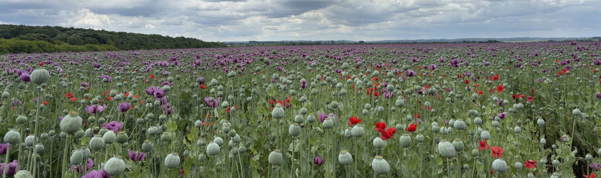 Agresszív kértevő jelenléte a magyarországi máktermesztésben