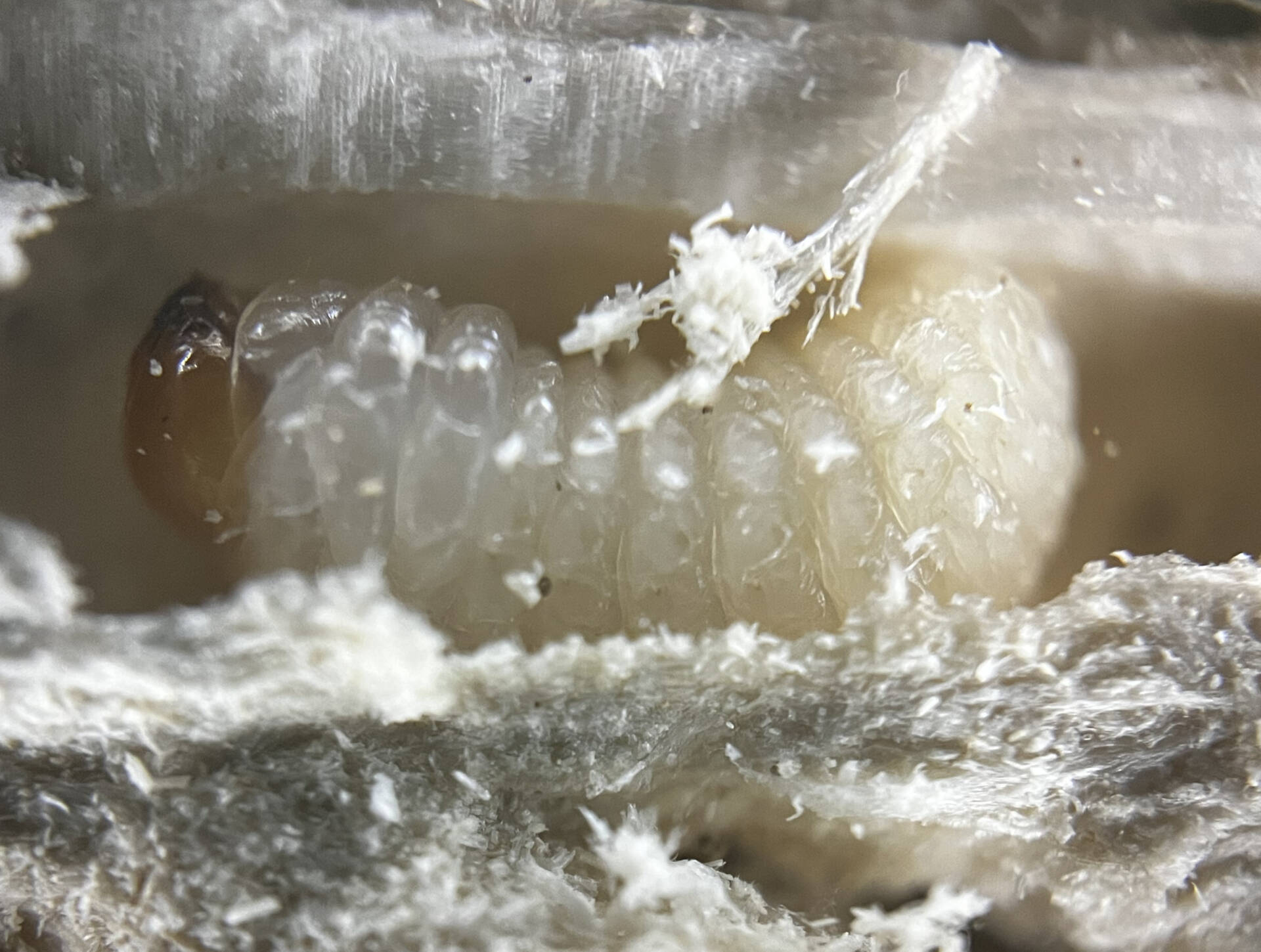 Szántóföldi növényvédelmi előrejelzés: gyomok, atkák, bogarak