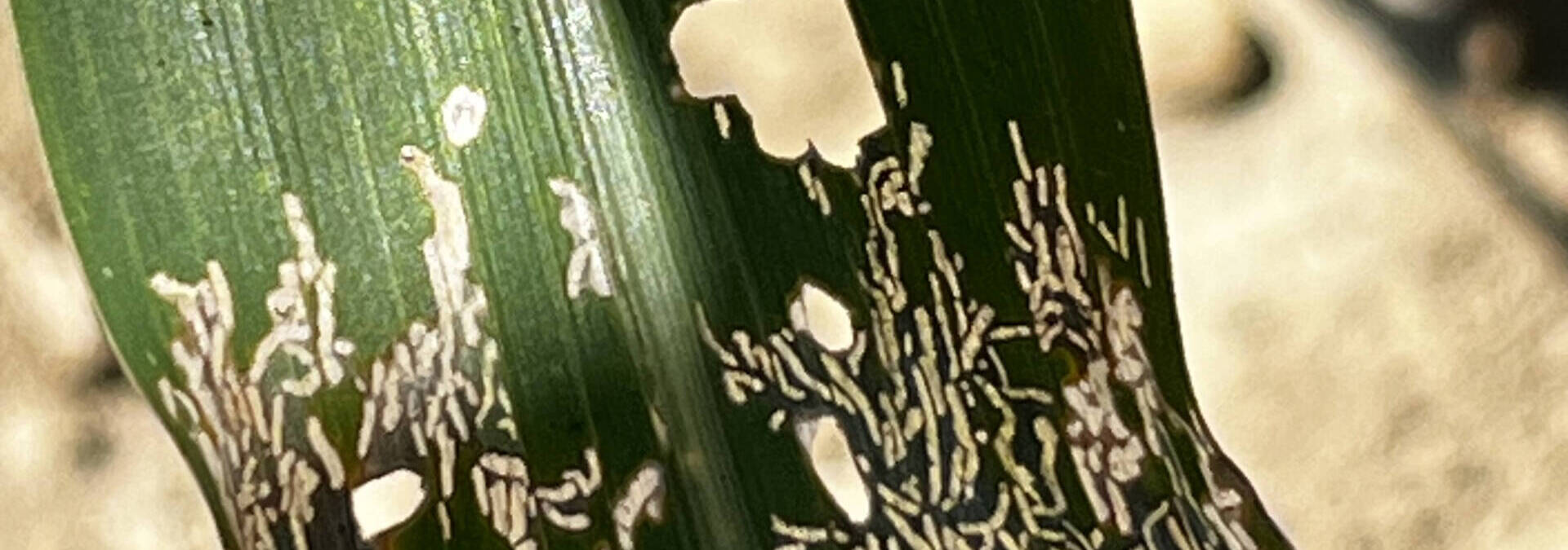 Szántóföldi növényvédelmi előrejelzés: gyomok, atkák, bogarak