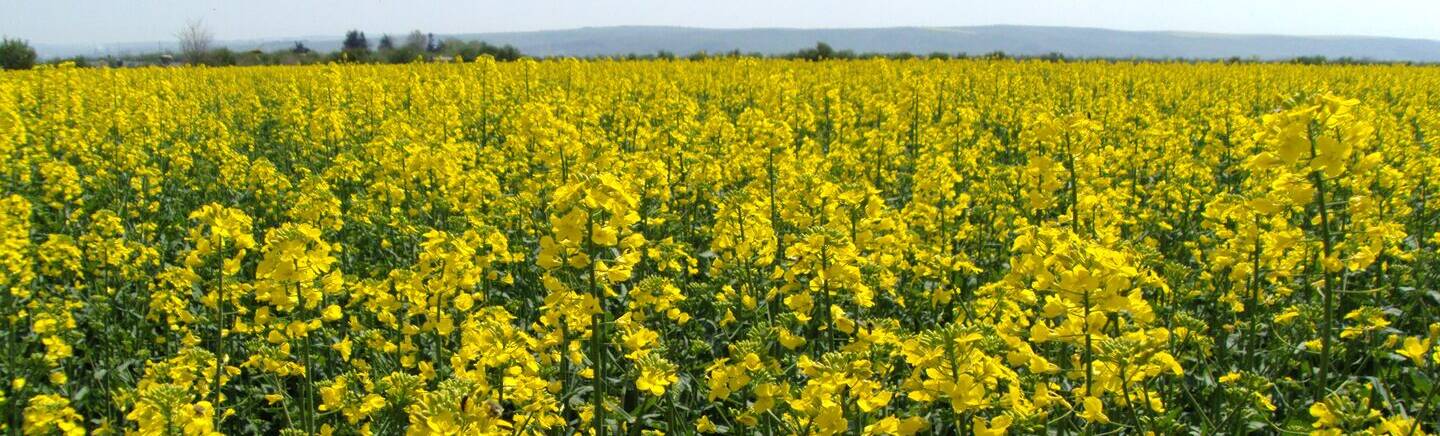 Hogyan válasszunk repcehibridet a termőhely adottságaihoz?