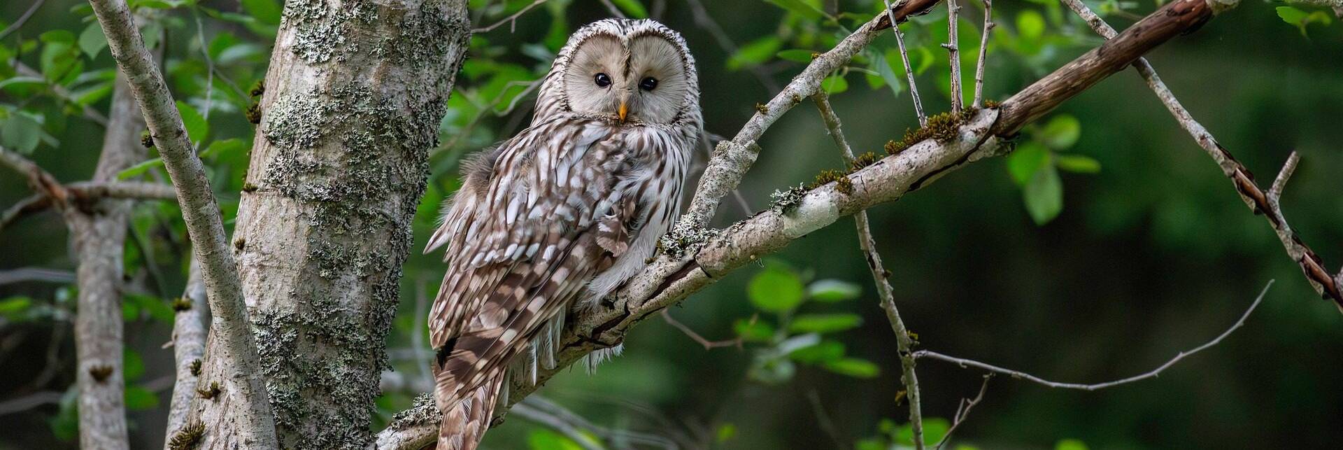 Őszi éjszakák őrei: miért jó, hogy itt vadásznak?
