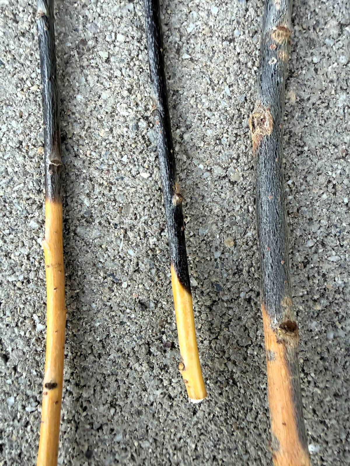 Milyen betegség miatt feketednek a fűzfa ágai?