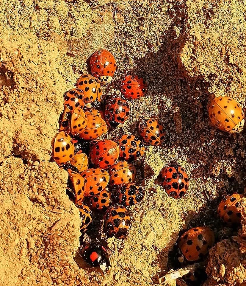 Hasznos vagy káros a harlekinkatica?