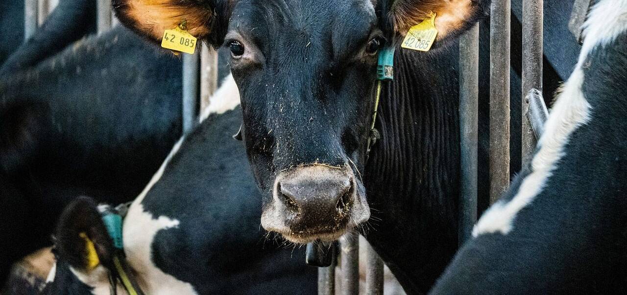 Tejjel fűtenek egy gazdaságban