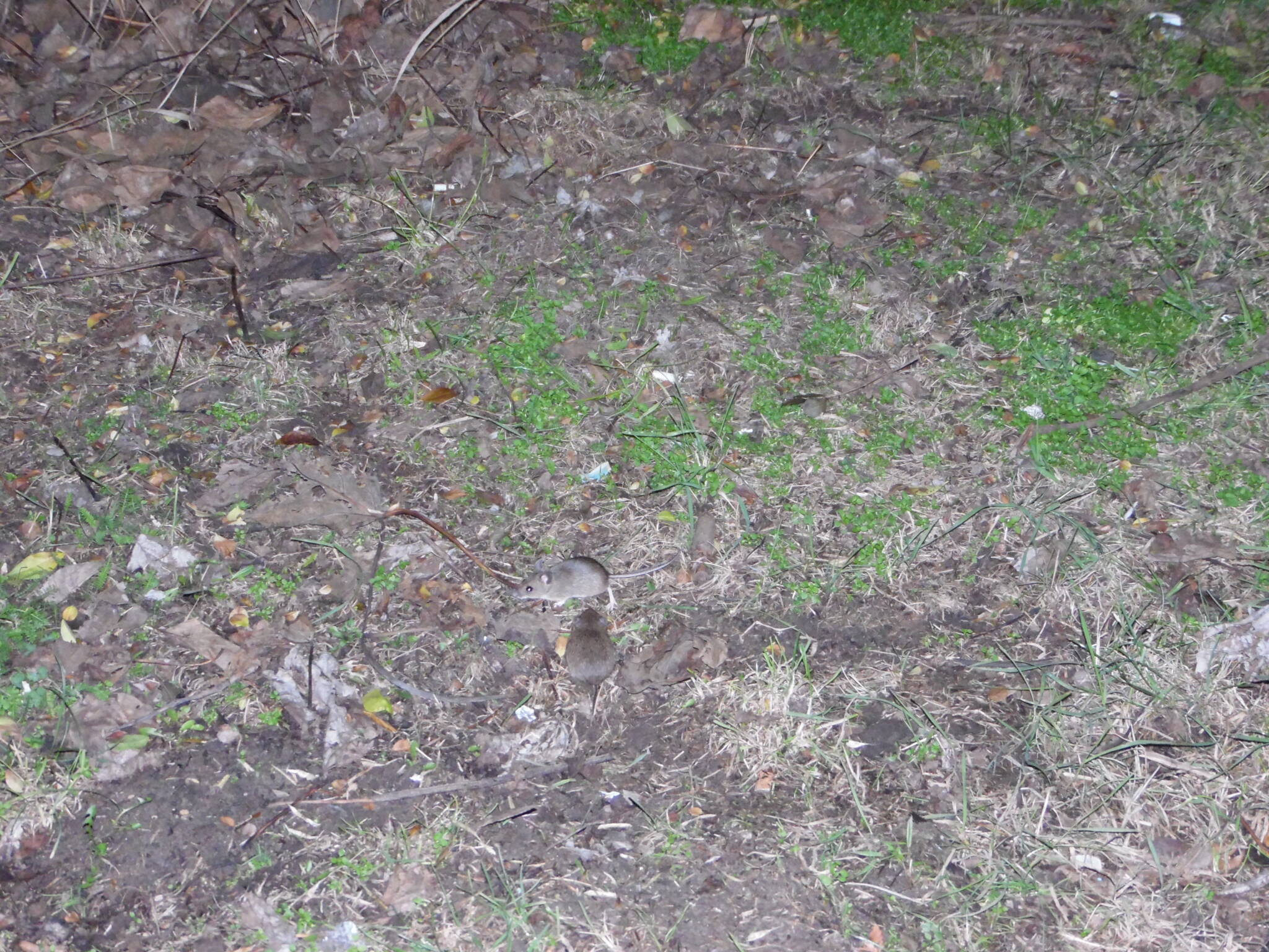 Mezei pocok elleni védekezés: amit sokan még mindig rosszul csinálnak