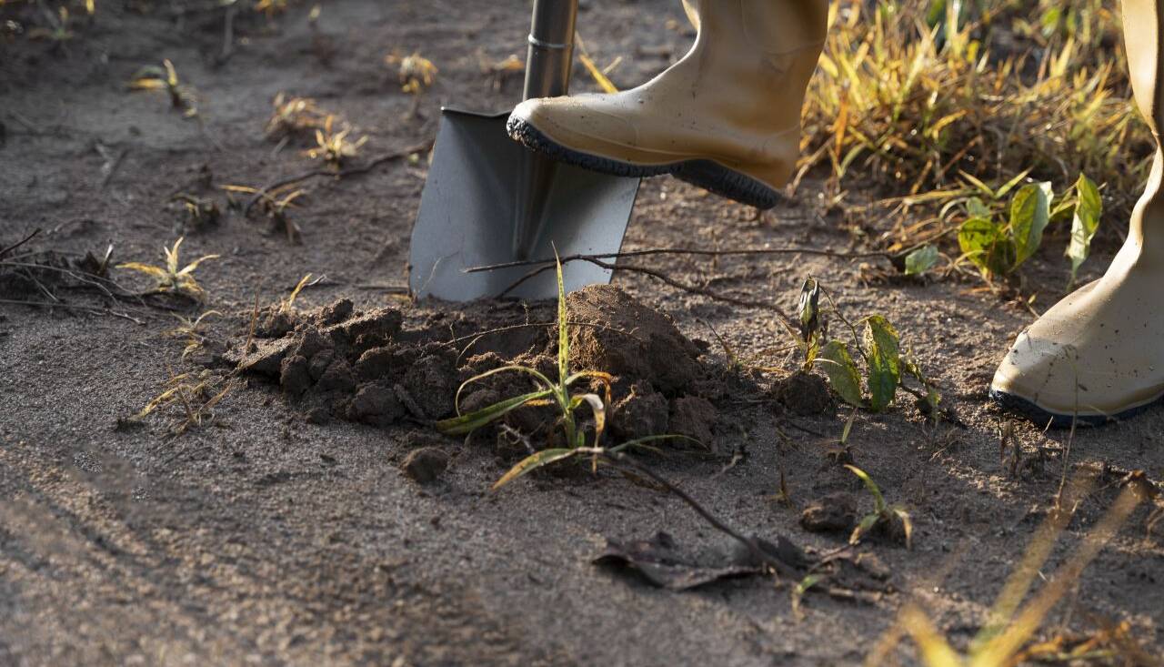 Aranyrúd fordult ki a szántóföldből, ez lehet az évtized lelete